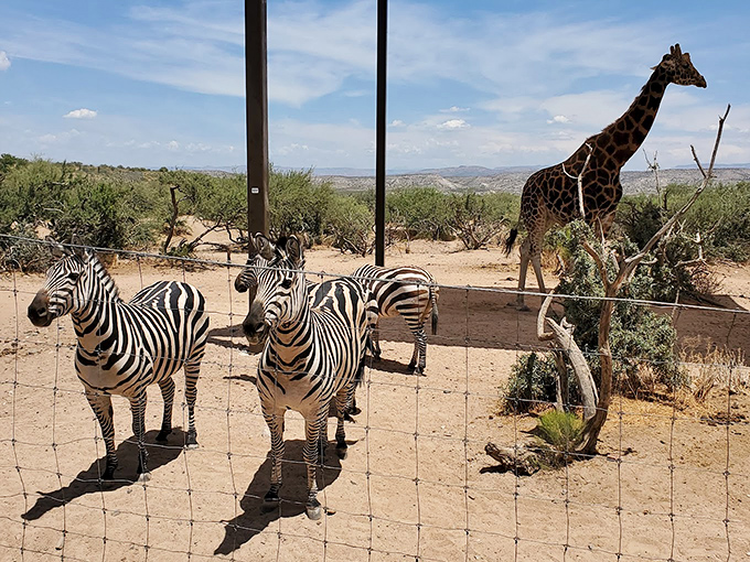 Zebras and giraffes, oh my! It's like someone spilled their animal crackers and brought them to life in the Arizona desert.