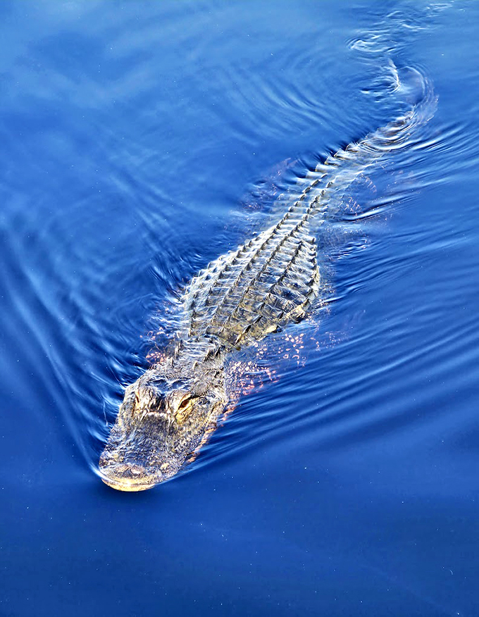 "Just keep swimming, just keep swimming..." This scaly swimmer gives new meaning to the phrase "See you later, alligator!"