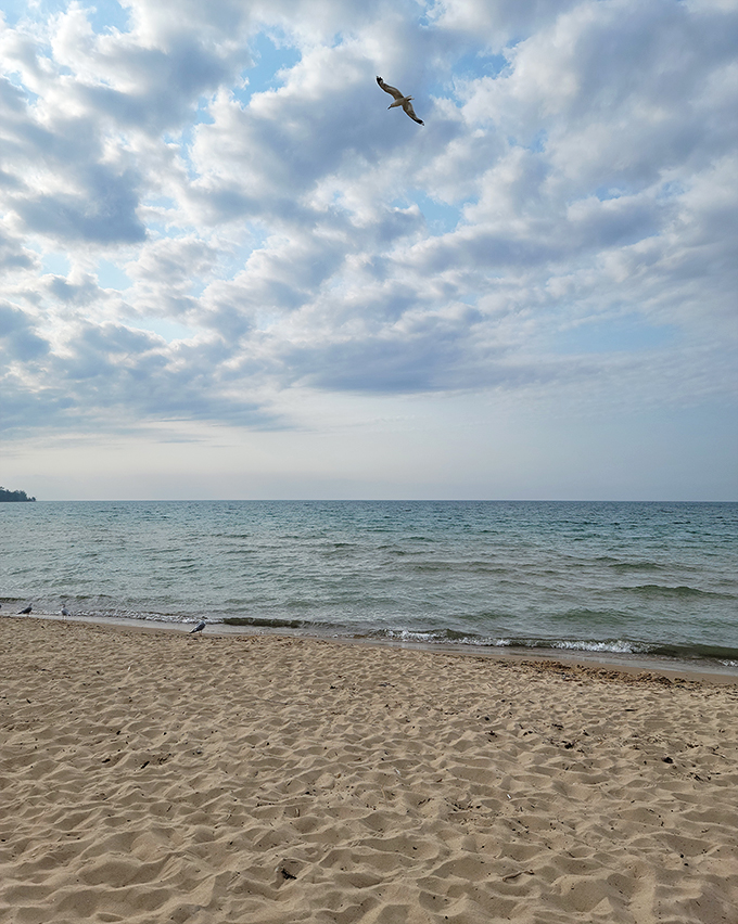 Look, up in the sky! It's a bird, it's a plane... no, it's definitely a bird. Nature's own aerial acrobat putting on a show.