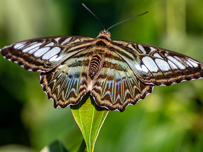 Nature's own flying jewel! This butterfly's wings look like they were designed by Tiffany's. Talk about wearable art!