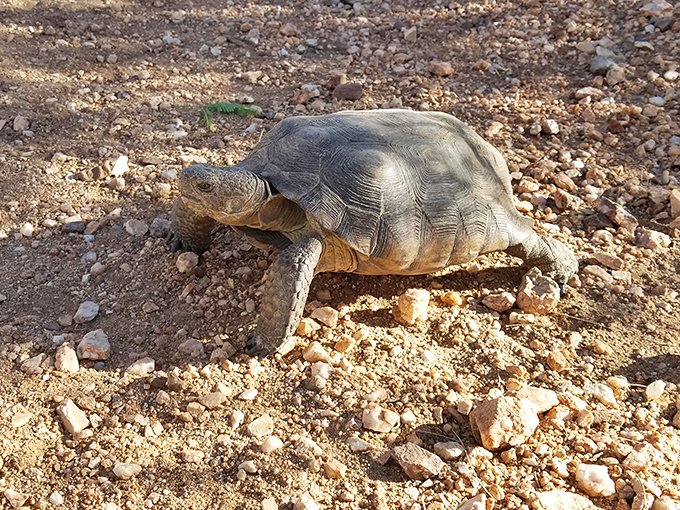 Meet the park's slowest hiker. This little guy's shell game is strong, but his trail time? Not so much.