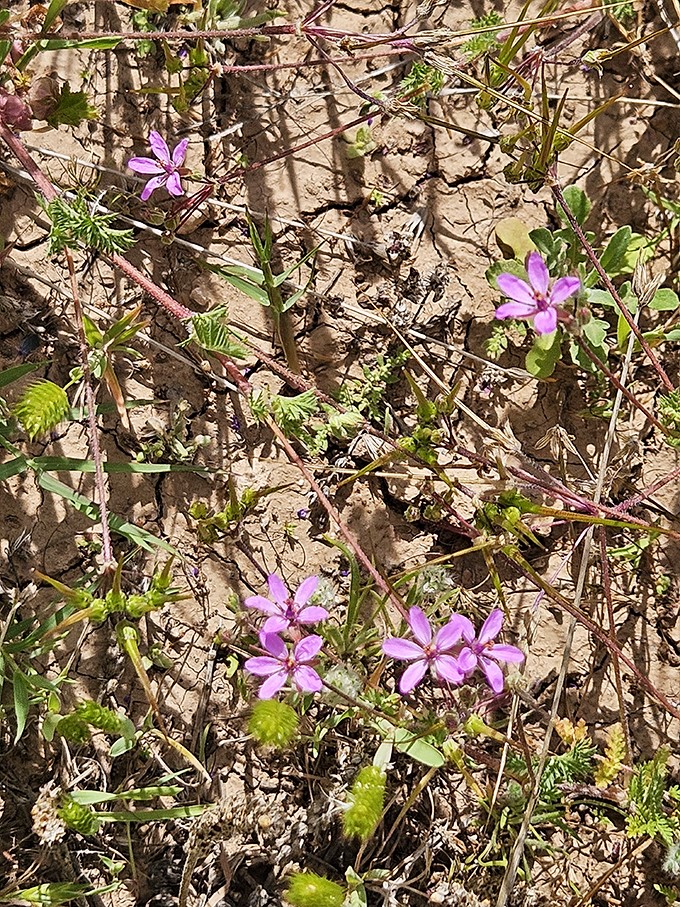 Life finds a way! These delicate purple blooms are nature's way of adding a pop of color to the rugged landscape.