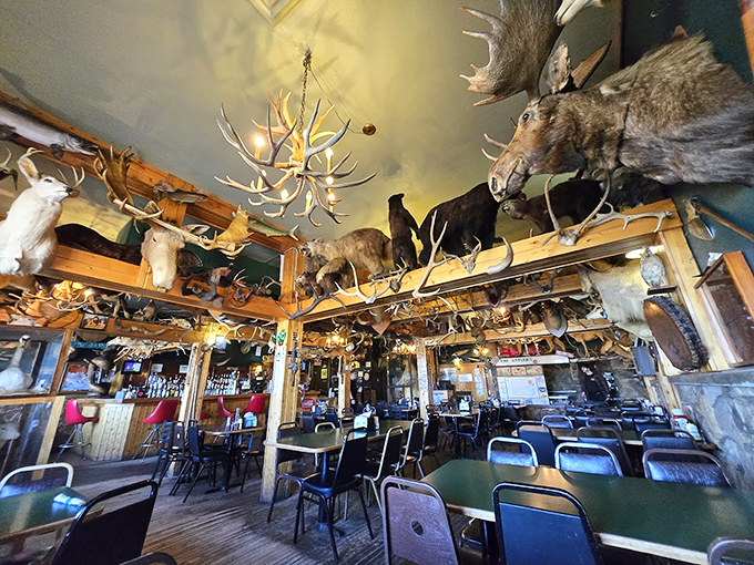 Dinner and a show, wildlife edition! It's like eating in a natural history museum, if that museum also served a mean whitefish sandwich. Photo credit: Herbert Hoelle