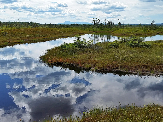 Crystal Bog: Where the clouds come down to earth. It's like walking on a waterbed made of moss &ndash; squishy, yet oddly satisfying.