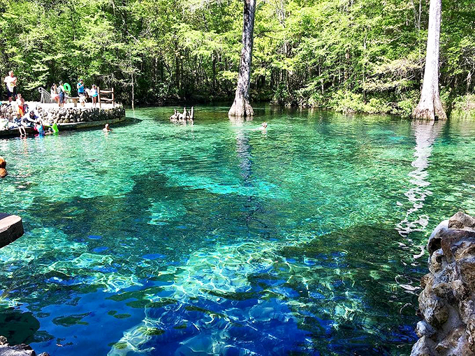 Mother Nature's swimming pool sparkles like liquid emerald, inviting visitors to dive into Florida's pristine springs. Pure magic!