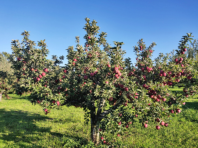 Nature's jewelry store on display! These trees are dripping with ruby-red gems, no mining required. Photo credit: Jay Simha