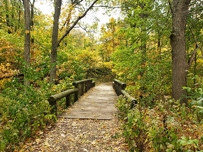 Autumn's catwalk: Lincoln Memorial Garden's boardwalk, where every step is a stride through fall fashion.