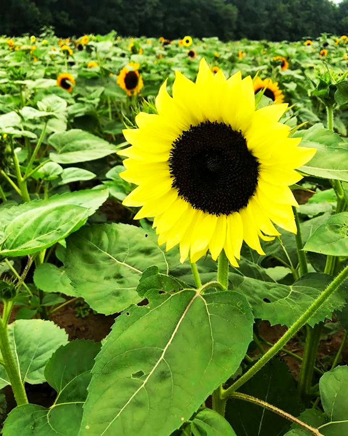 Nature's two-for-one special: Sunflowers and orchards unite! It's like the farm equivalent of a blockbuster summer crossover event.