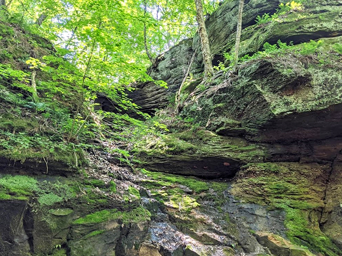 Hidden gem alert! This moss-covered gorge is like stepping into a fairy tale, minus the talking animals.