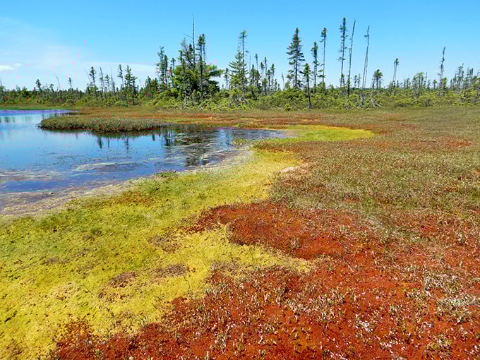 Crystal Bog's vibrant palette: Proof that Mother Nature was the original Instagram influencer. No filter can compete with these colors!