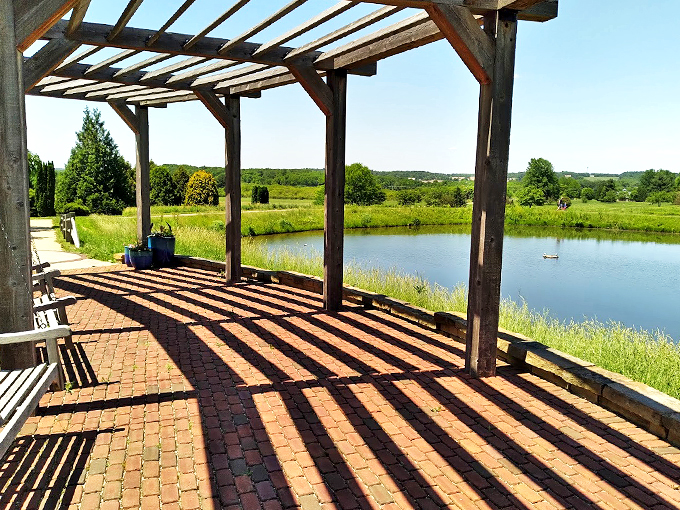 Nature's "I Spy" game! Can you spot the abstract sculpture hiding among the daffodils in this botanical treasure hunt?