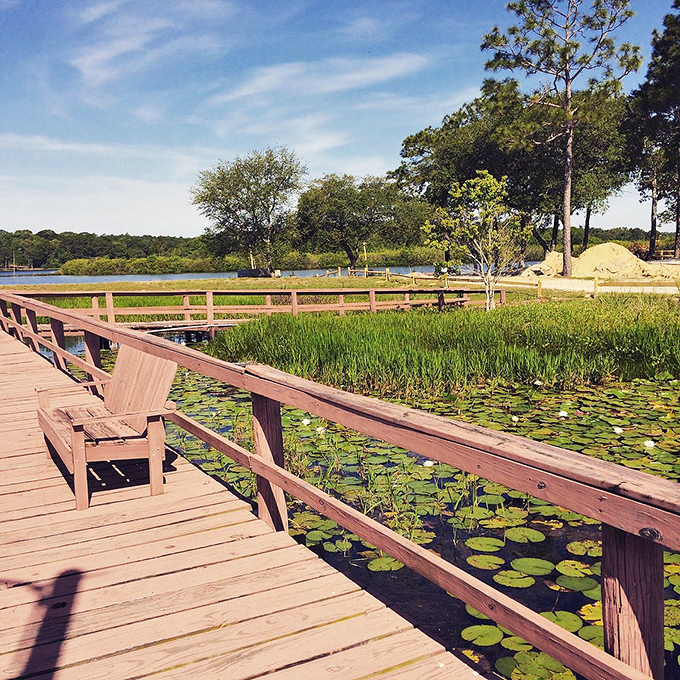 A wooden boardwalk stretches over lily pads, offering the perfect spot to pause and soak in nature's watercolor.
