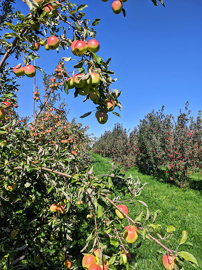 Leaf peeping? That's so last season. Apple peeping is where it's at, and this orchard is serving looks! Photo credit: Kyle Dahl