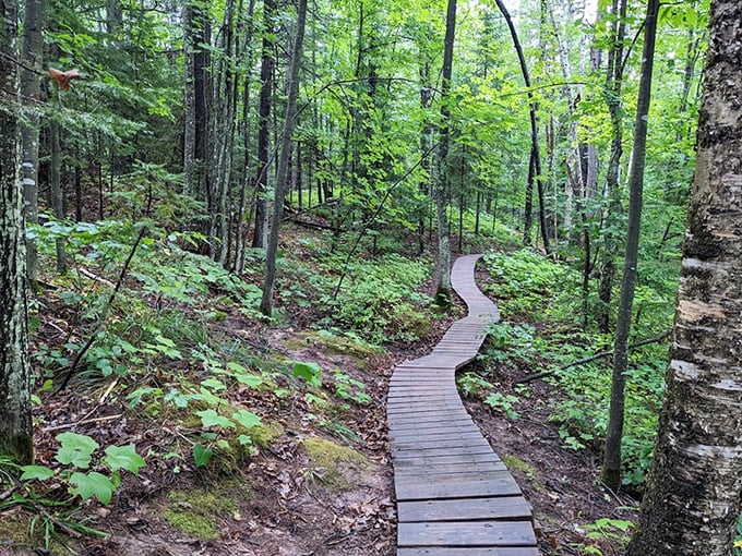 Nature's boardwalk beckons! This winding wooden path through lush greenery is like a yellow brick road for forest fairies.