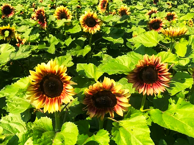 Golden fields meet fruitful bounty. Where you can capture the perfect selfie and snag the perfect snack all in one stop.