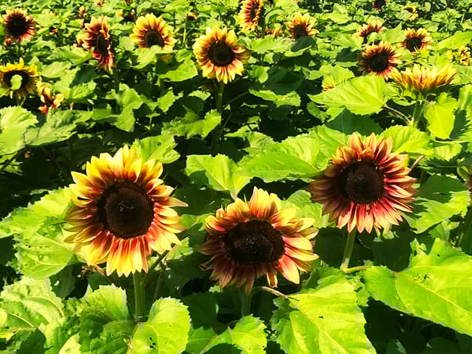 Golden fields meet fruitful bounty. Where you can capture the perfect selfie and snag the perfect snack all in one stop.