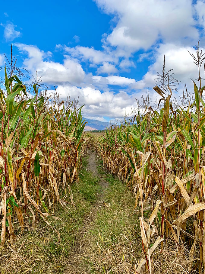 Get lost in adventure at Percy Farm Corn Maze, surrounded by towering cornfields and breathtaking mountain views!