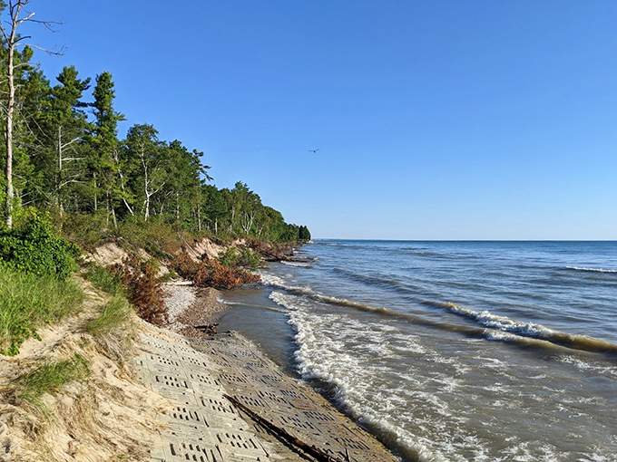 Where the forest meets the beach. It's like nature's all-you-can-eat buffet of scenery.