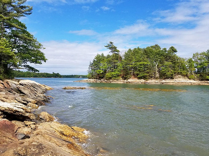 Strolling through Wolfe's Neck Woods: It's like walking through a living, breathing Bob Ross painting. Happy little trees everywhere!