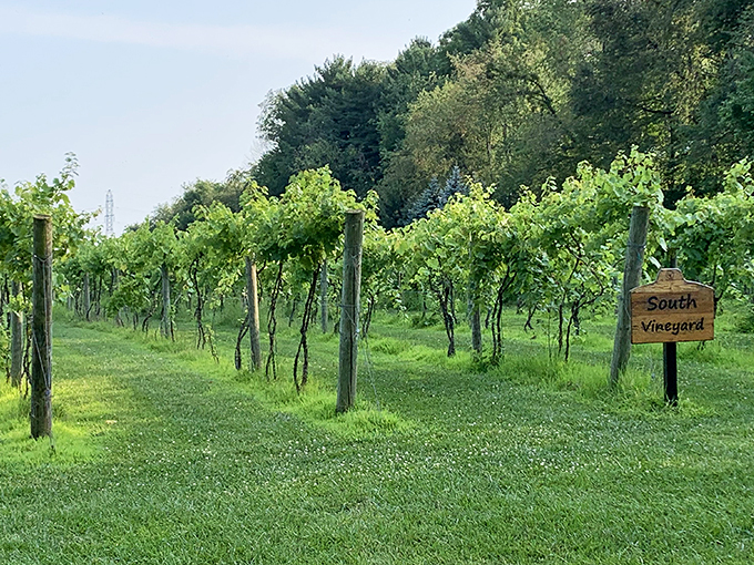"South Vineyard" sign: Proof that even grapes need a GPS in this sprawling vino wonderland. Next stop: Flavor Town!