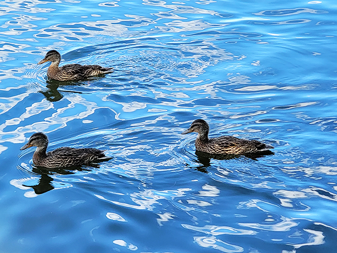 Duck, duck... more ducks! These feathered locals are living their best life, probably critiquing our swimming techniques from their watery vantage point.