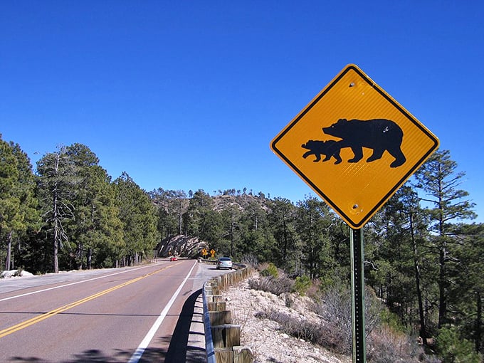 Warning: Bears crossing! Though they're probably just trying to get to the better picnic spots too.