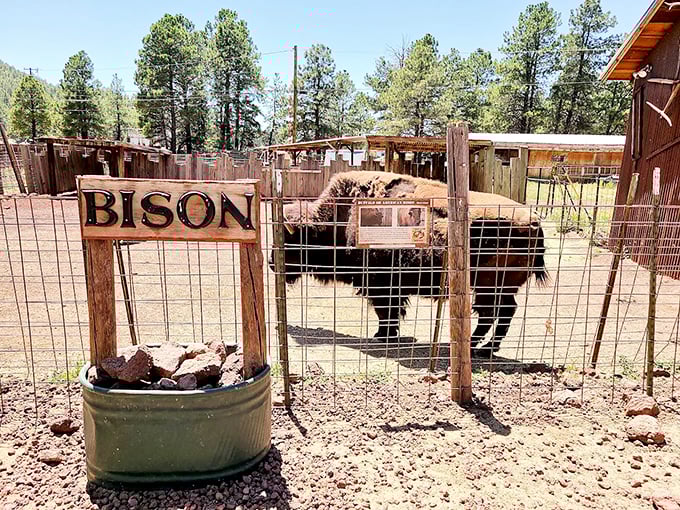 Where the buffalo roam... and pose for pictures. This majestic beast is the strong, silent type of the animal kingdom.