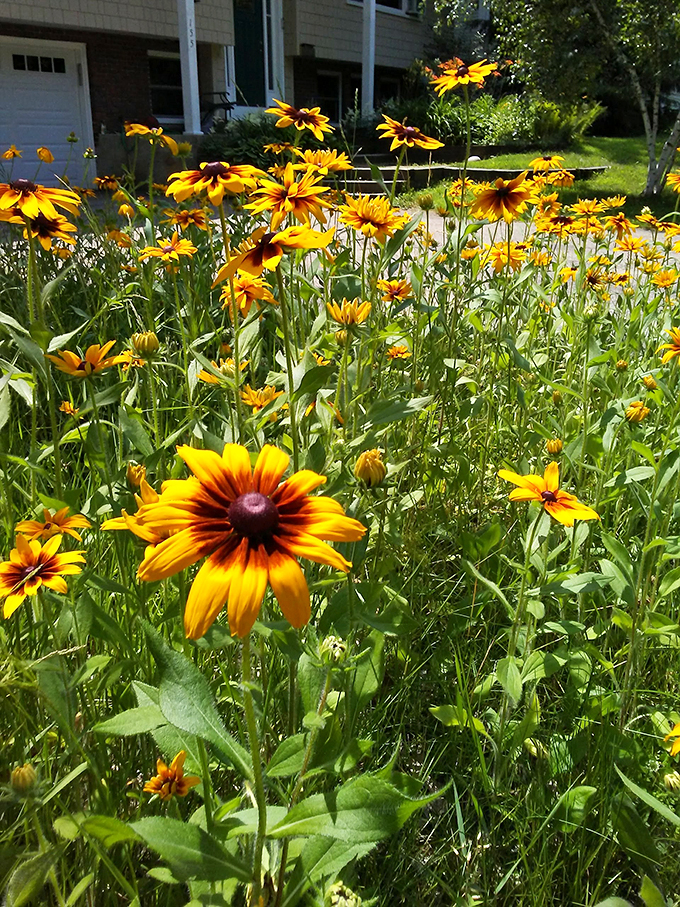 Leddy Park's wildflowers are throwing a party, and everyone's invited. No RSVP required, just bring your sense of wonder!