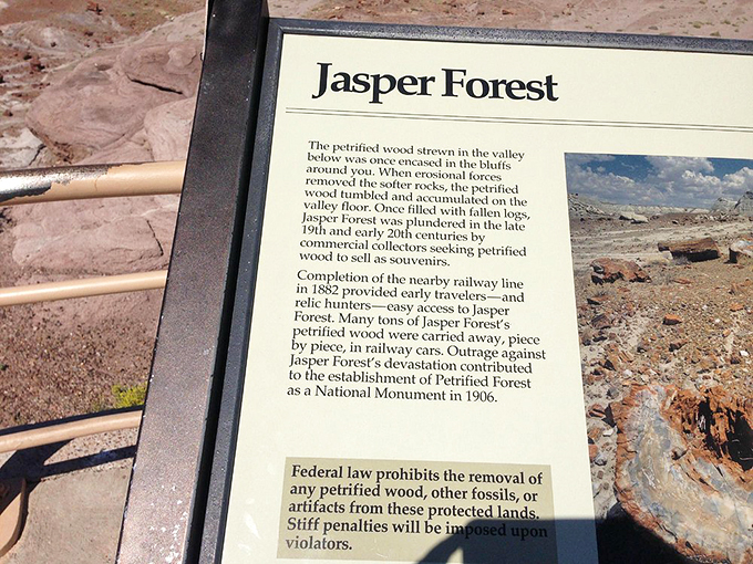 A crash course in prehistoric botany, courtesy of the National Park Service. Who knew geology could be this captivating?