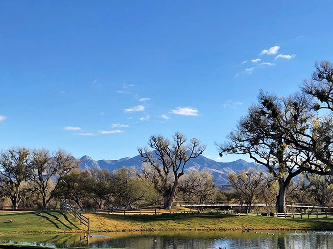 Mountains that look like they've been painted onto the sky? Check. Picturesque ranch fencing? Double-check. Tubac's vistas are straight out of a Western dream.