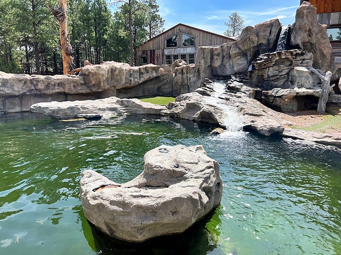 Barn goals: Where rustic charm meets wildlife wonderland. It's like Old MacDonald's farm, but with a wild twist.
