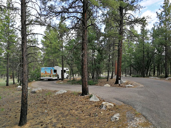 Where your car can commune with the pines while you're off conquering canyons. Don't forget to tip the squirrel valet!