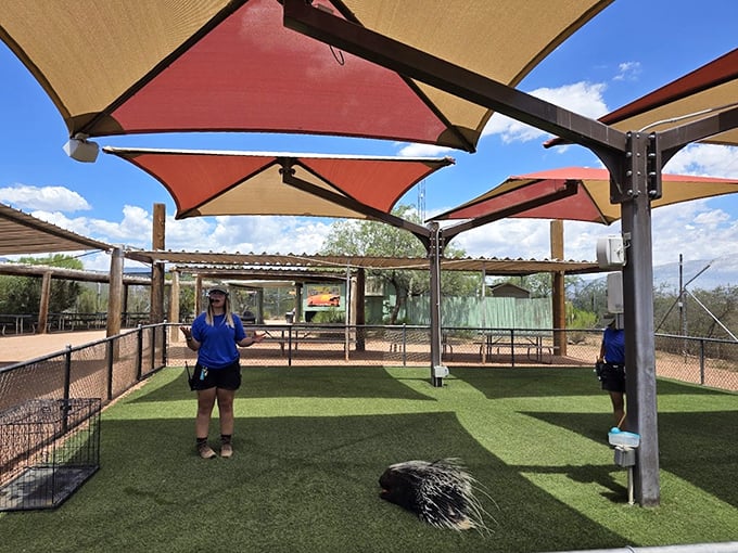 Step right up to nature's greatest show! These shaded seats offer front-row tickets to the wildest acts this side of the Sahara.