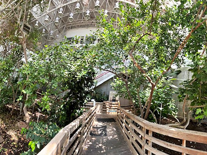 Winding wooden walkways guide visitors through a carefully crafted rainforest, complete with towering trees and tropical plants.