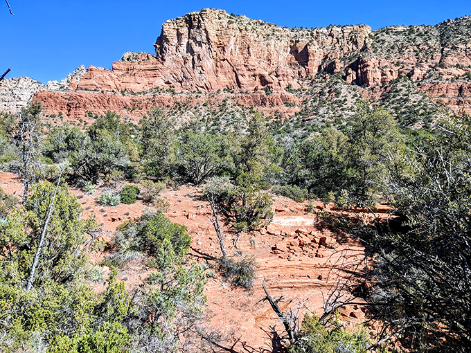 Ancient junipers frame this serene creek scene, where smooth stones create nature's own meditation garden.