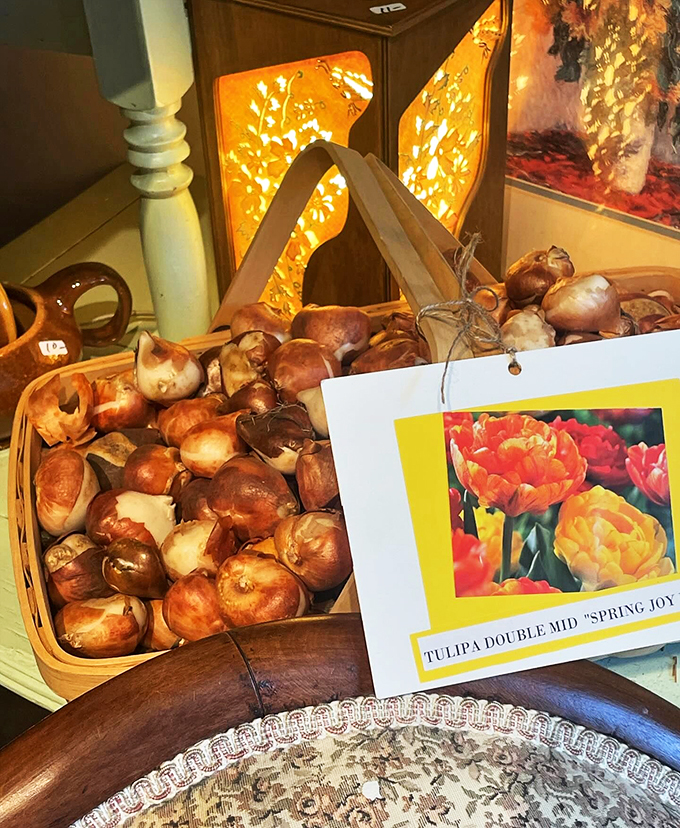 Spring's promise in a basket! These tulip bulbs are nature's version of a surprise party, just waiting to pop up and dazzle.