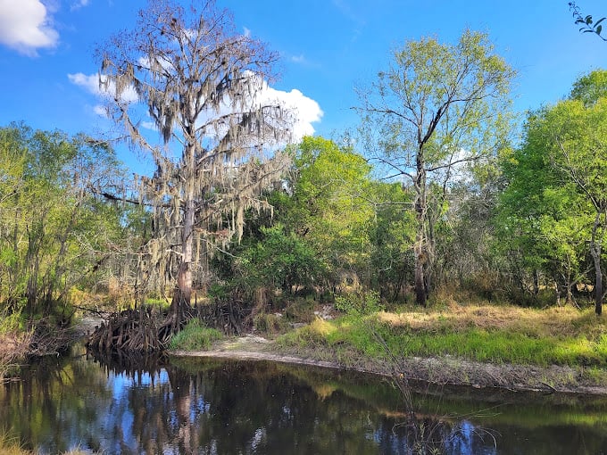 Horse Creek's cypress-lined waters provide a serene backdrop, where Spanish moss dangles like nature's own castle tapestries.