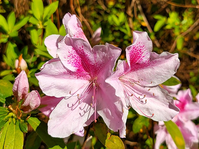 Petal perfection: If Georgia O'Keeffe painted in 3D, this is what you'd get. A close-up so vivid, you can almost smell the sweet fragrance. Photo credit: Terry Eskew