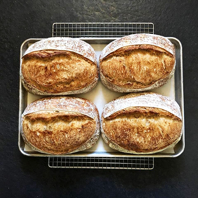 These sourdough loaves look so good, they might just convince you to go gluten-full. Photo credit: Deke M.