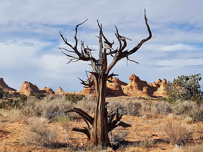 This ancient juniper, twisted by time and elements, stands like a natural sculpture against the painted desert canvas.