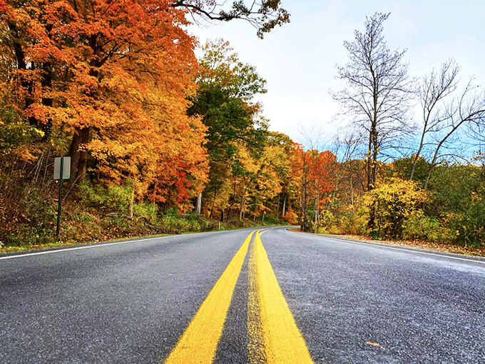 Leaf peeping paradise! This golden archway is like nature's own drive-thru, serving up scenic views instead of burgers. Photo credit: Click On Detroit