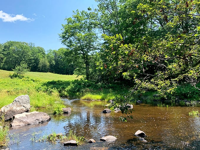 Appleton Bog's tranquil stream: Nature's own lazy river. Perfect for when you want to go with the flow, minus the inflatable tube.
