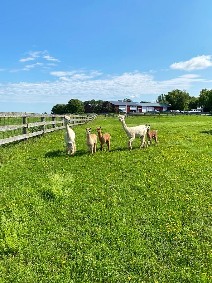 Where bad hair days are always in fashion. Prepare for some serious fluff envy!