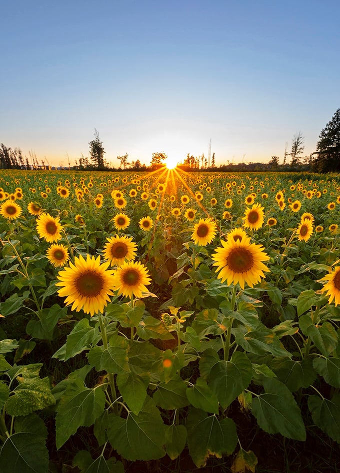 A sea of sunshine with heart. Where hope blooms in vibrant yellow, proving that beauty can flourish even in the face of adversity.