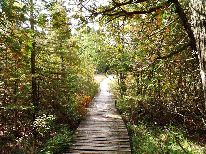 Boardwalk empire, nature edition! This winding path invites you to explore Wisconsin's wild side without muddy boots.