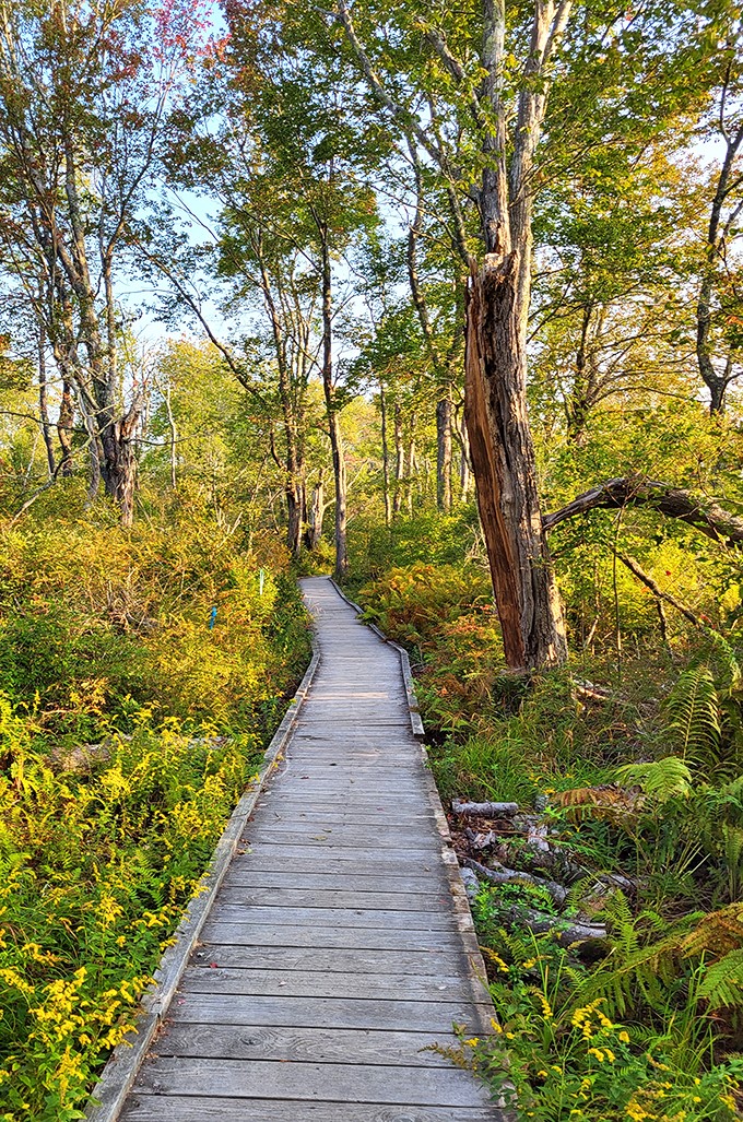 Wells Reserve: Nature's variety pack! Beach, forest, and marsh all in one convenient location. It's like ecosystem bingo, and everyone's a winner.