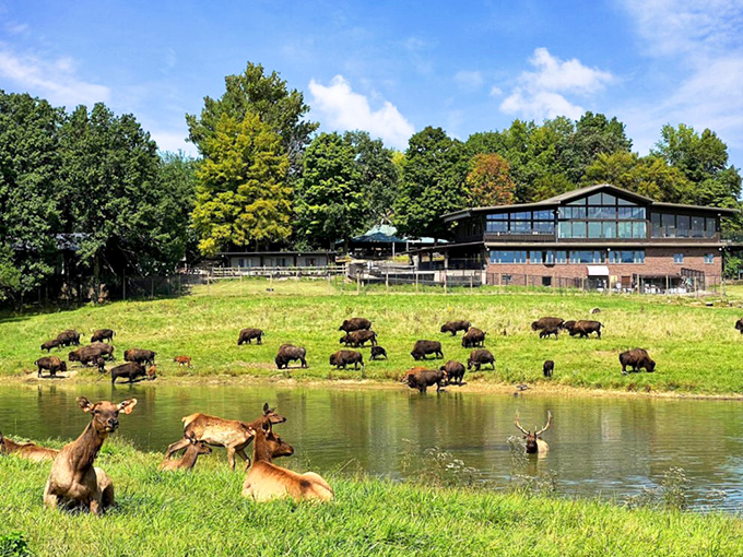 Where the buffalo roam&hellip; and you can too! Wildlife Prairie Park brings the prairie to life, no covered wagon necessary.
