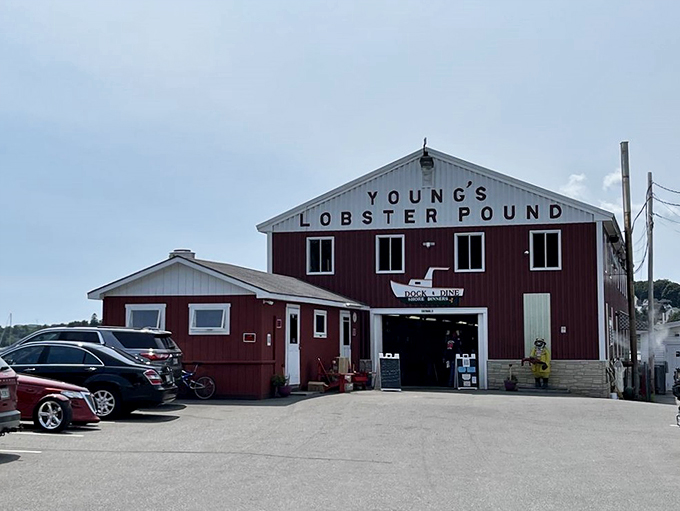Young's Lobster Pound: Where 'big red' refers to both the building and the lobsters. A feast for the eyes and the taste buds!