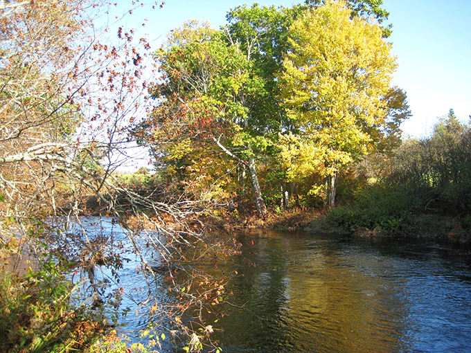 Appleton Bog in autumn: Where the trees put on their best party outfits. It's like nature's version of a fall fashion show!
