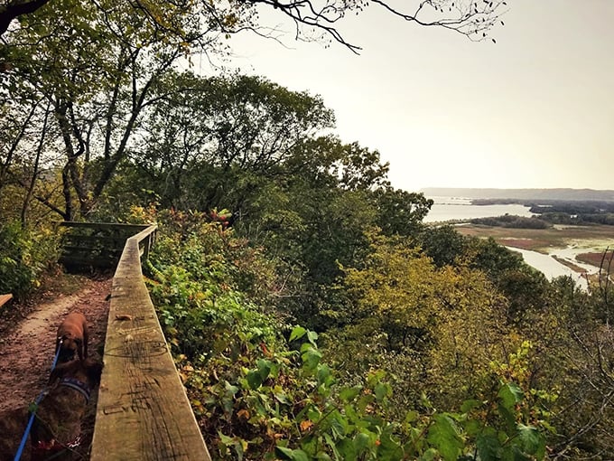 Nature's balcony act! This wooden walkway offers front-row seats to Wisconsin's greatest show: the mighty Mississippi. Even the pup's tail-wagging with approval!